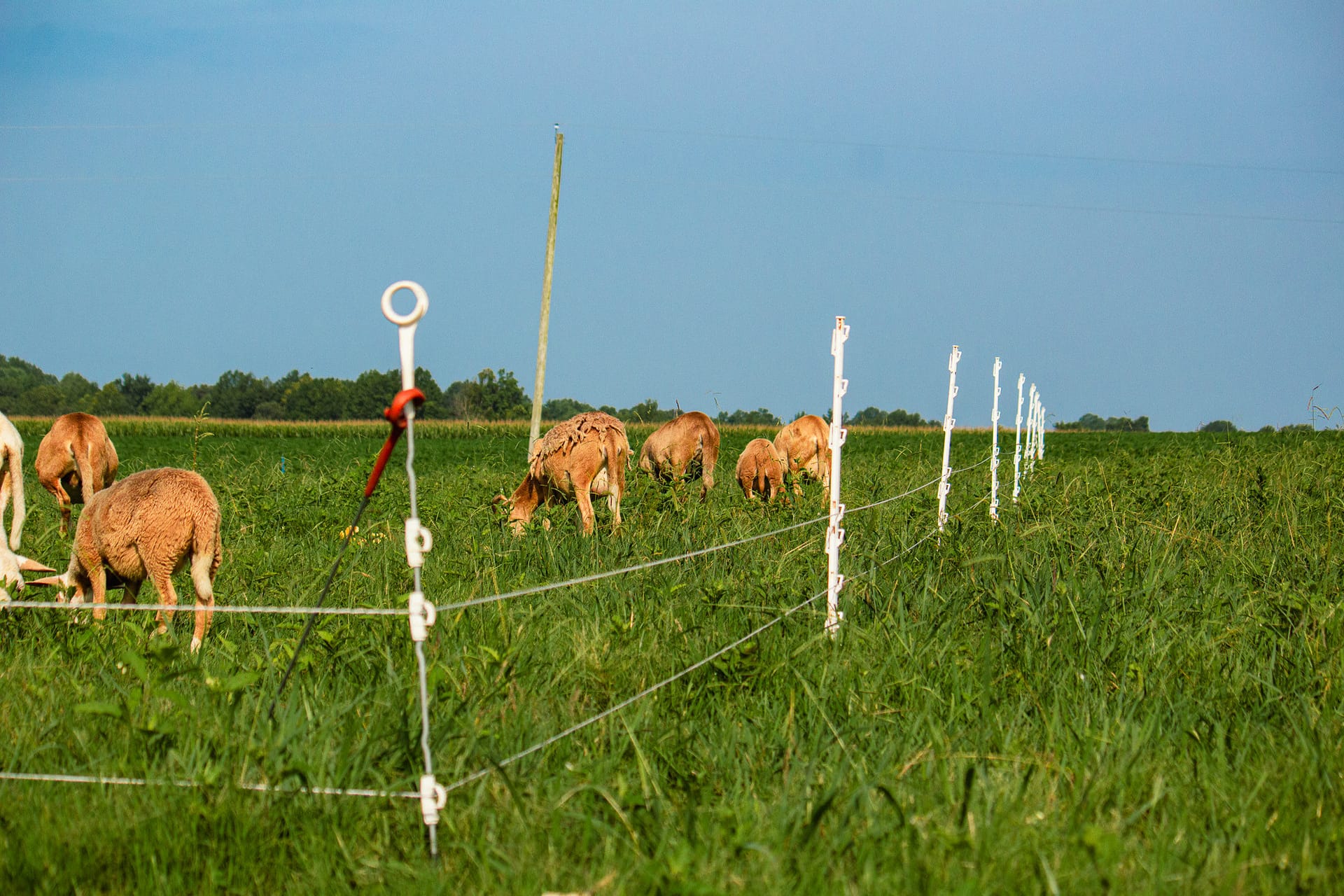Intensive Rotational Grazing 101 - What is it? - Twelve Stones Farm